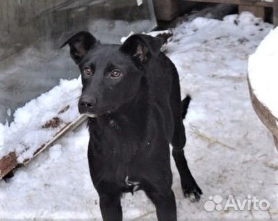 Собака Ягодка в добрые руки