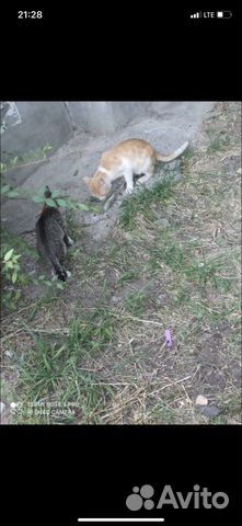 Котята бездомыши погибают на улице