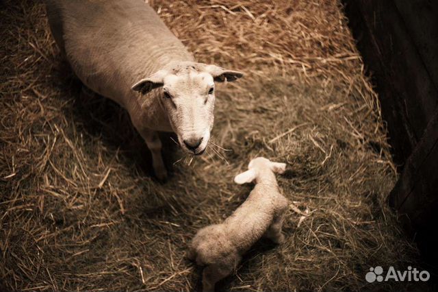 Матки с ягнятами