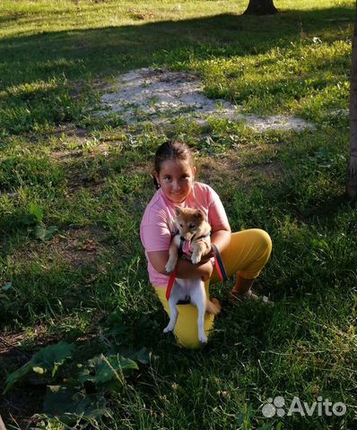 Щенок Сиба Ину