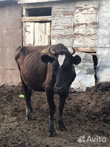 Корова высокоудойная