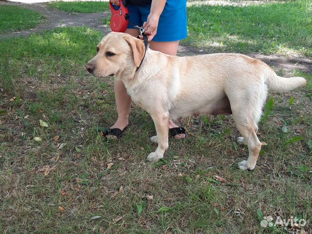 Найдена собака Лабрадор