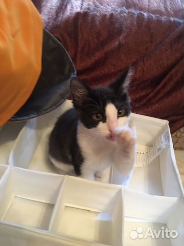 Котенок 3 месяца,спасеныш из подвала