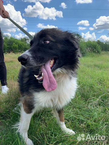 Вся жизнь Рона- грязная приютская клетка