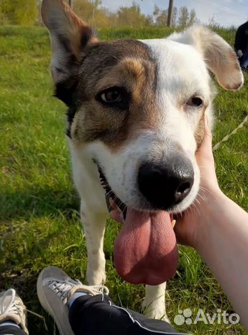 Классная собака пропадает в приюте