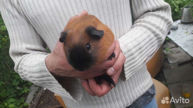 Морские свинки