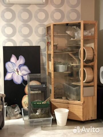 Витрина с дегу