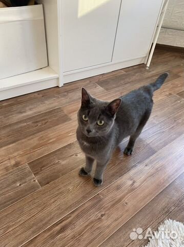 Русский голубой кот