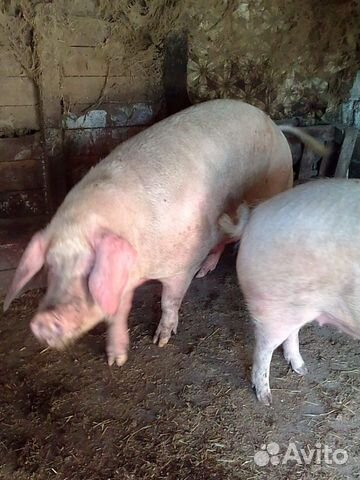 Кабан 2 года