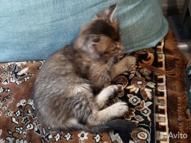 Котёнок Сомали (длинношерстный абиссин)