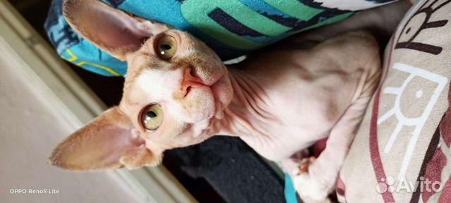 Канадский сфинкс котенок