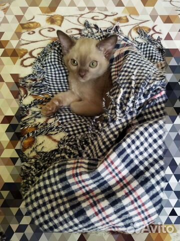 Котик бурма