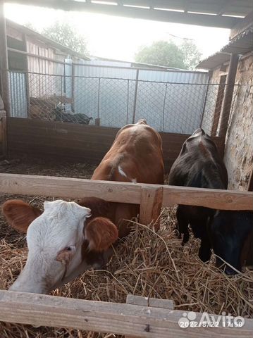 Корова с телками