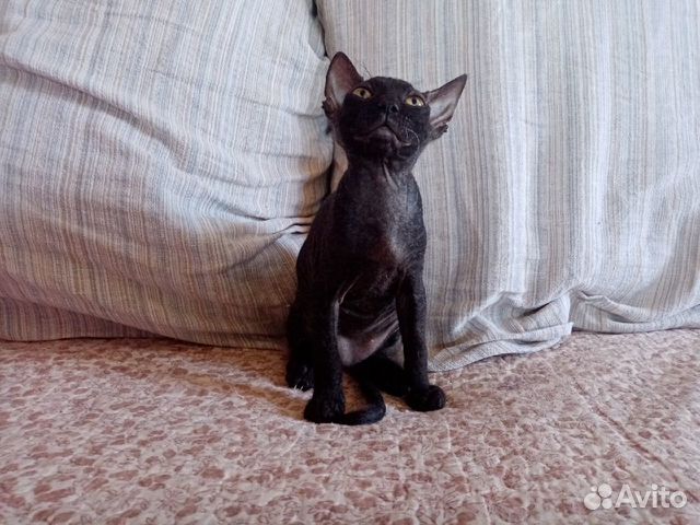 Канадский сфинкс котенок