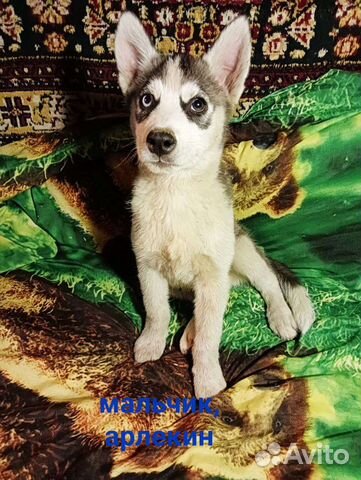 Щенки сибирской хаски