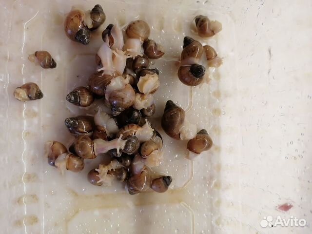 Улитки ахатины альбино