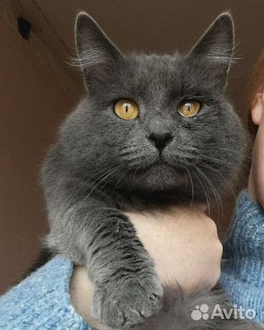 Красивая стерилизованная кошечка в добрые руки