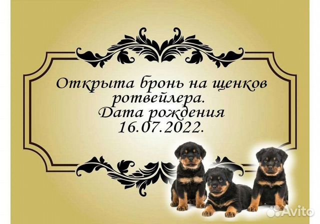 Щенки ротвейлера
