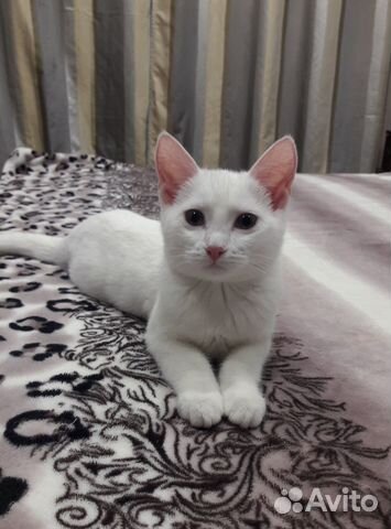 Котята в добрые руки бесплатно