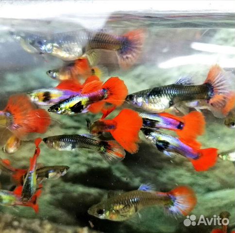 Аквариумные рыбки. Гуппи Дамбо