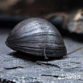 Улитка Неретина