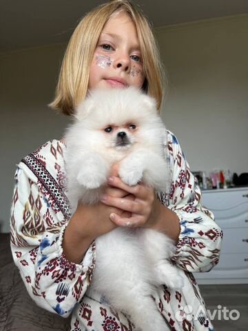 Мальчик померанский шпиц белый