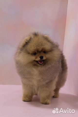 Изумительный малыш Померанский шпиц
