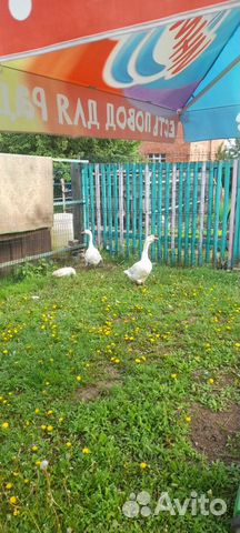 Гуси взрослые