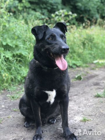 Собака Черныш в добрые руки