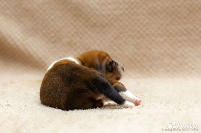 Щенки бассет хаунд