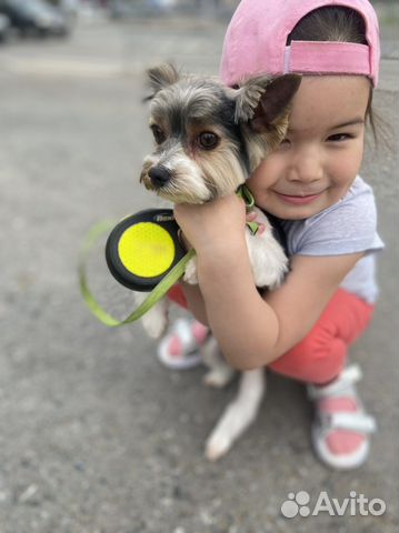 Вязка йорк мини мальчик