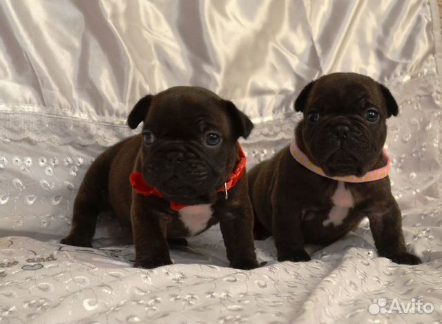 Шоколадный тигр