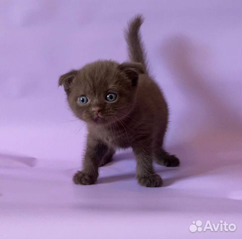 Шотландский вислоухий котенок шоколадный окрас