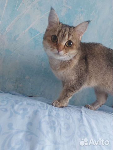 Кошка золотая шиншилла