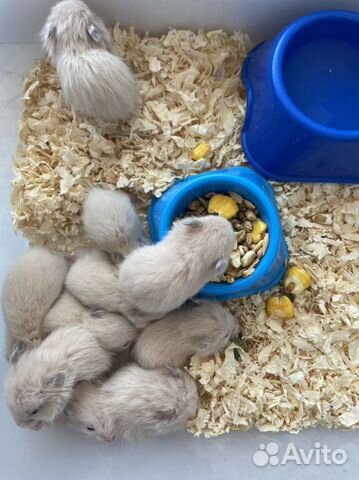 Сирийский хомяк малыш