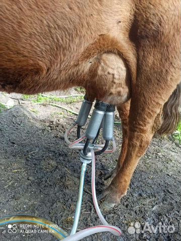 Корова стельная дойная