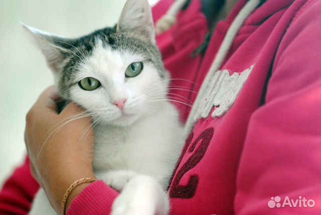 Мурка ищет дом