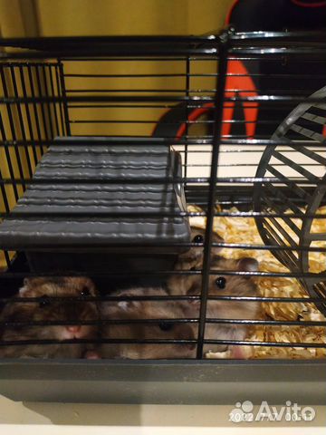 Продам джунгариков