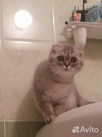 Продам шотландского котенка