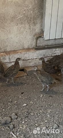 Фазан охотничий