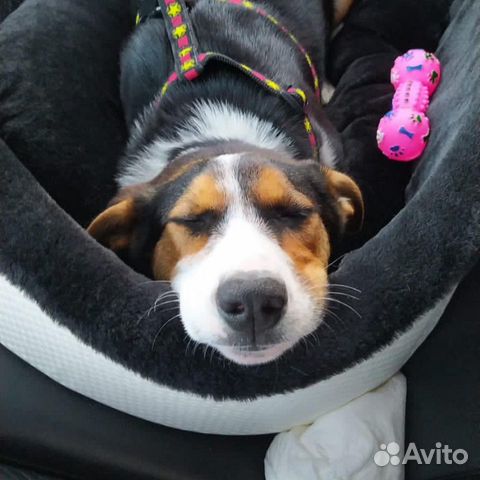 Щенок девочка в добрые руки