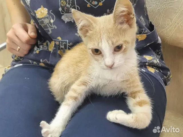 Котёнок в добрые руки