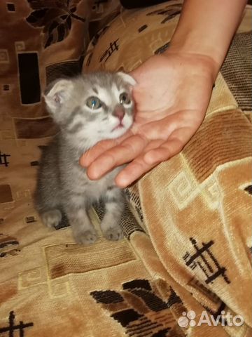 Котята вислоухие отдам в добрые руки 1.5 месяца