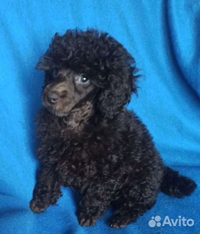 Миниатюрный коричневый пудель девочки