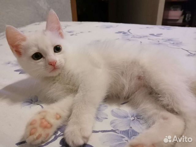 Отдам в добрые руки милую принцессу