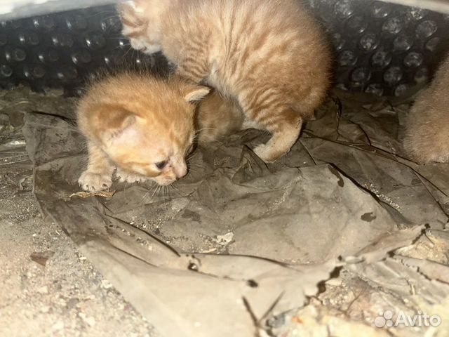Помогите малышам котята