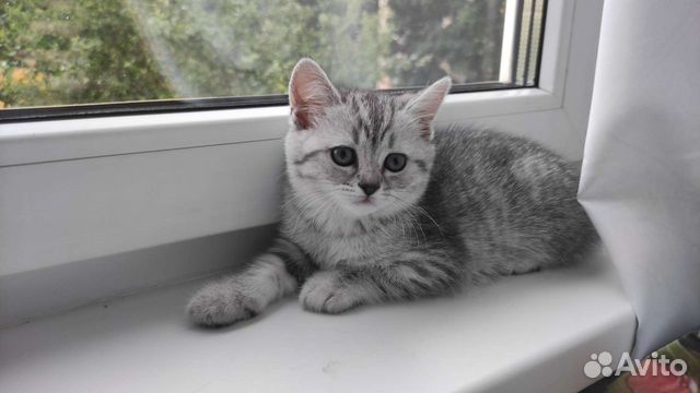 Британские котята полосатые 2мес почти