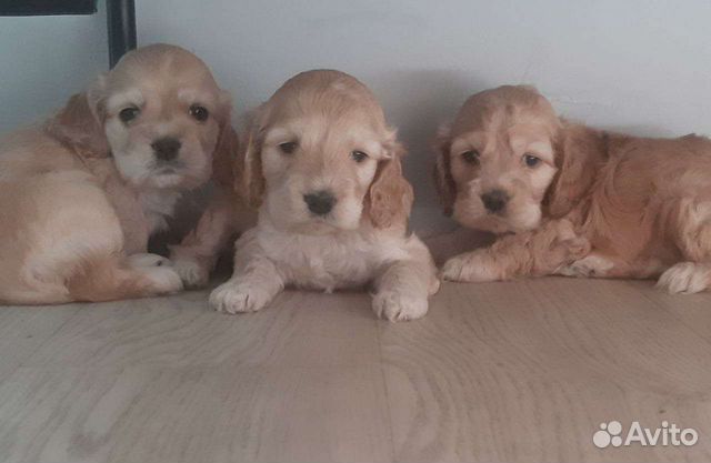 Кокер спаниель