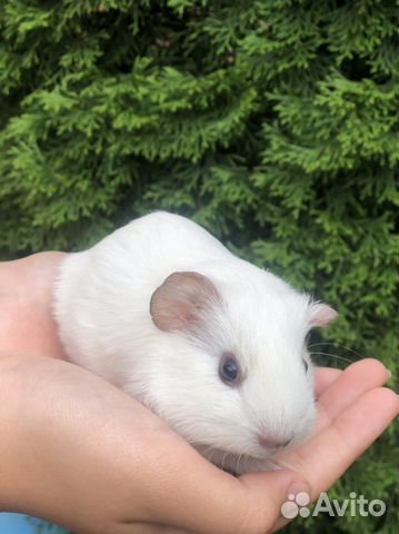 Морская свинка английский селф