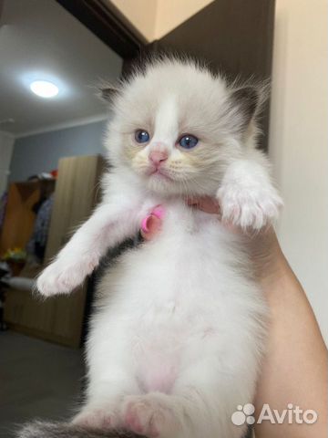 Котята рэгдолл